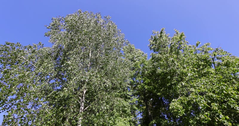 Deciduous Birch Tree in Spring Stock Video - Video of environment ...