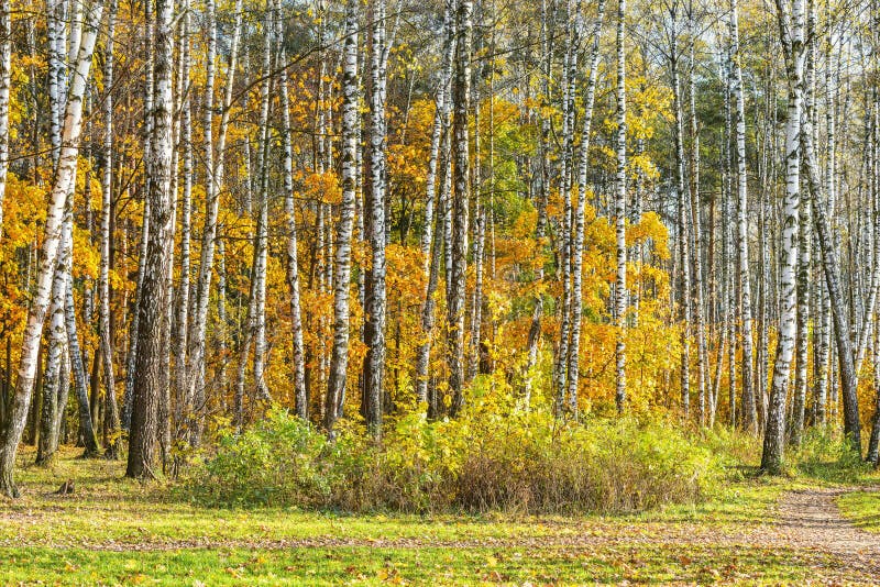 Birch Tree Grove at Autumn Day. Stock Image - Image of forest, season ...