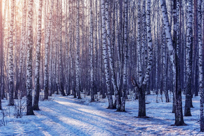 Birch Tree Grove at Early Spring Sunset Stock Photo - Image of forest ...