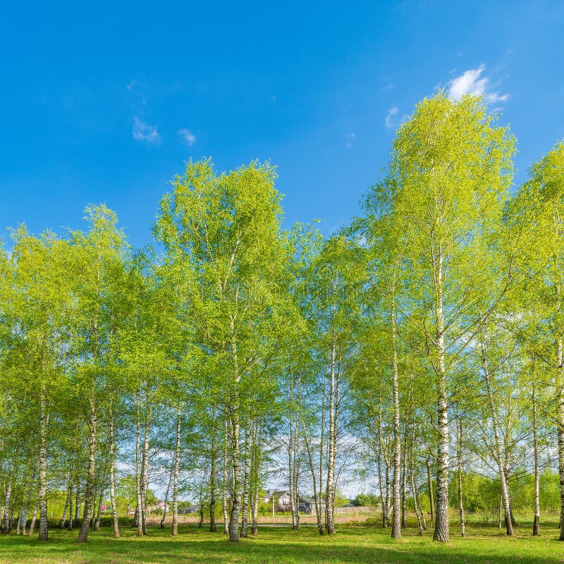Birch tree grove. stock photo. Image of landscape, environment - 71089428
