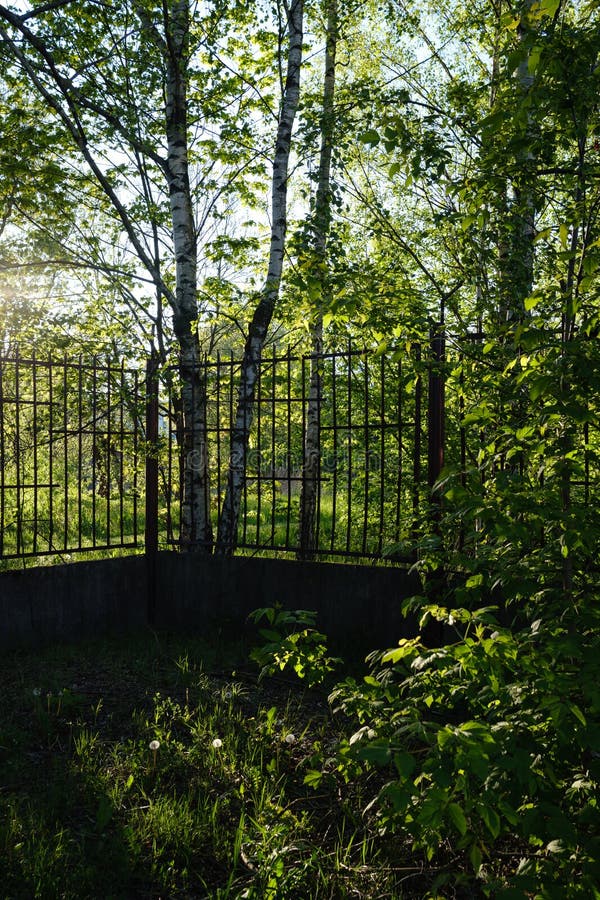 Birch Tree Grove in Summer Green Forest Stock Photo - Image of ...