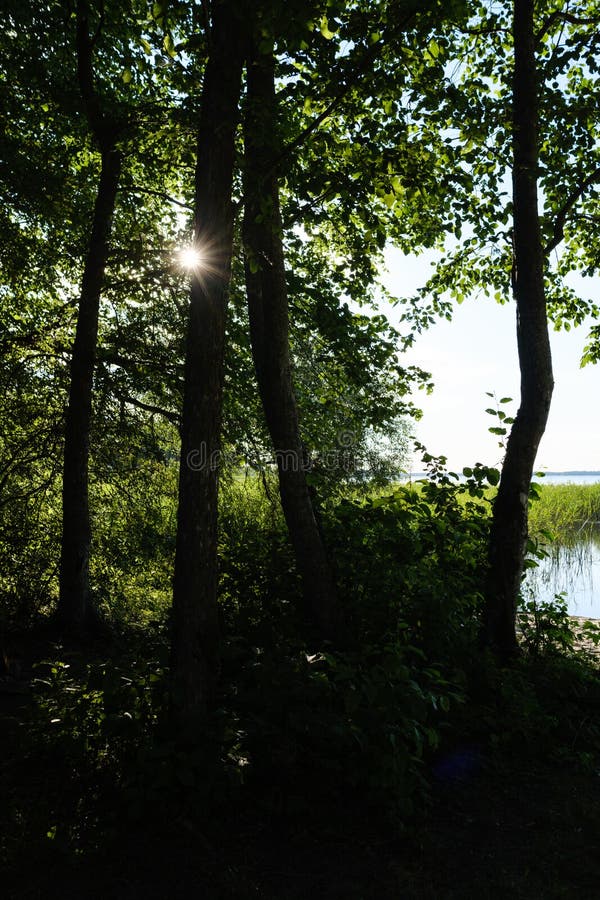 Birch Tree Grove in Summer Green Forest Stock Photo - Image of trunk ...