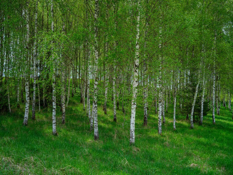Birch Tree Grove in Summer Green Forest Stock Photo - Image of forest ...