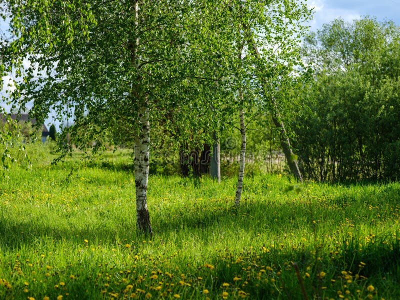 Birch Tree Grove in Summer Green Forest Stock Image - Image of mixed ...