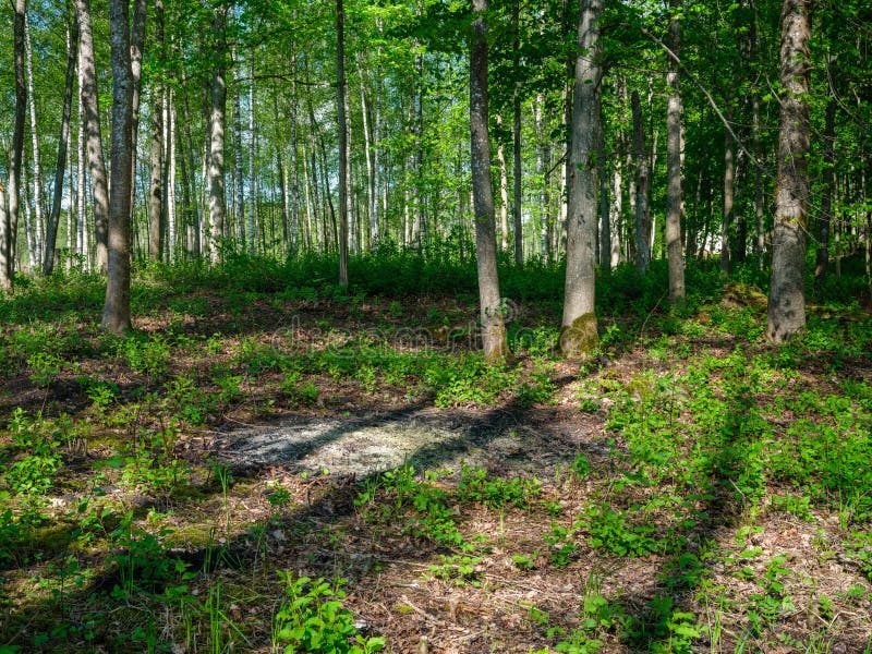 Birch Tree Grove in Summer Green Forest Stock Photo - Image of ...
