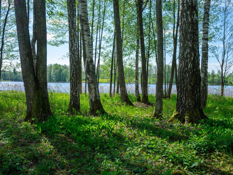 Birch Tree Grove in Summer Green Forest Stock Photo - Image of ...