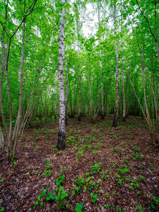 Birch Tree Grove in Summer Green Forest Stock Photo - Image of jungle ...