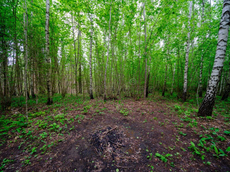 Birch Tree Grove in Summer Green Forest Stock Image - Image of ...