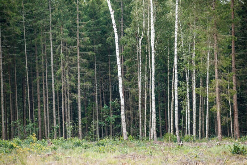 Birch Tree Grove in Summer Green Forest Stock Image - Image of ...