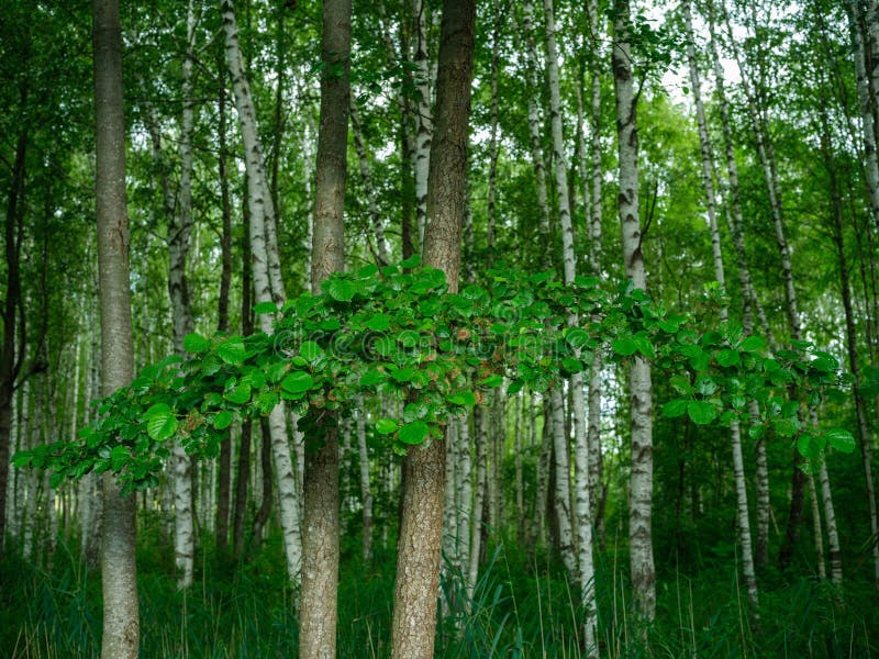 Birch Tree Grove in Summer Green Forest Stock Image - Image of jungle ...