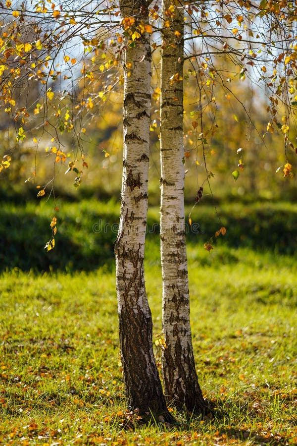 Birch Tree Grove in Summer Green Forest Stock Image - Image of ...