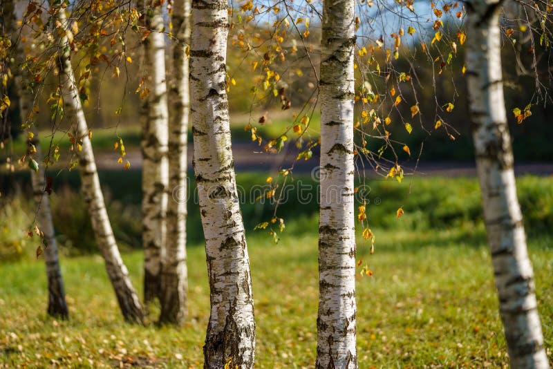 Birch Tree Grove in Summer Green Forest Stock Photo - Image of grass ...