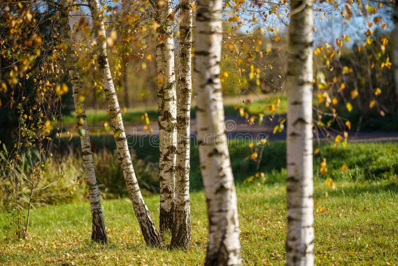 Birch Tree Grove in Summer Green Forest Stock Photo - Image of tropical ...