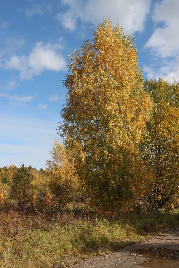 Birch Tree Growing in Autumn Stock Photo - Image of september, flora ...