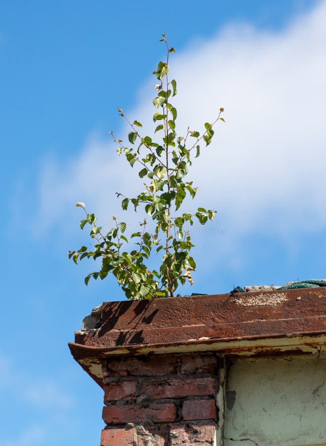 A Birch Tree Grows on the Roof of a House Stock Photo - Image of ...
