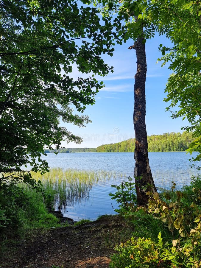 A Birch Tree Grows on the Shore of a Forest Lake. Stock Image - Image ...