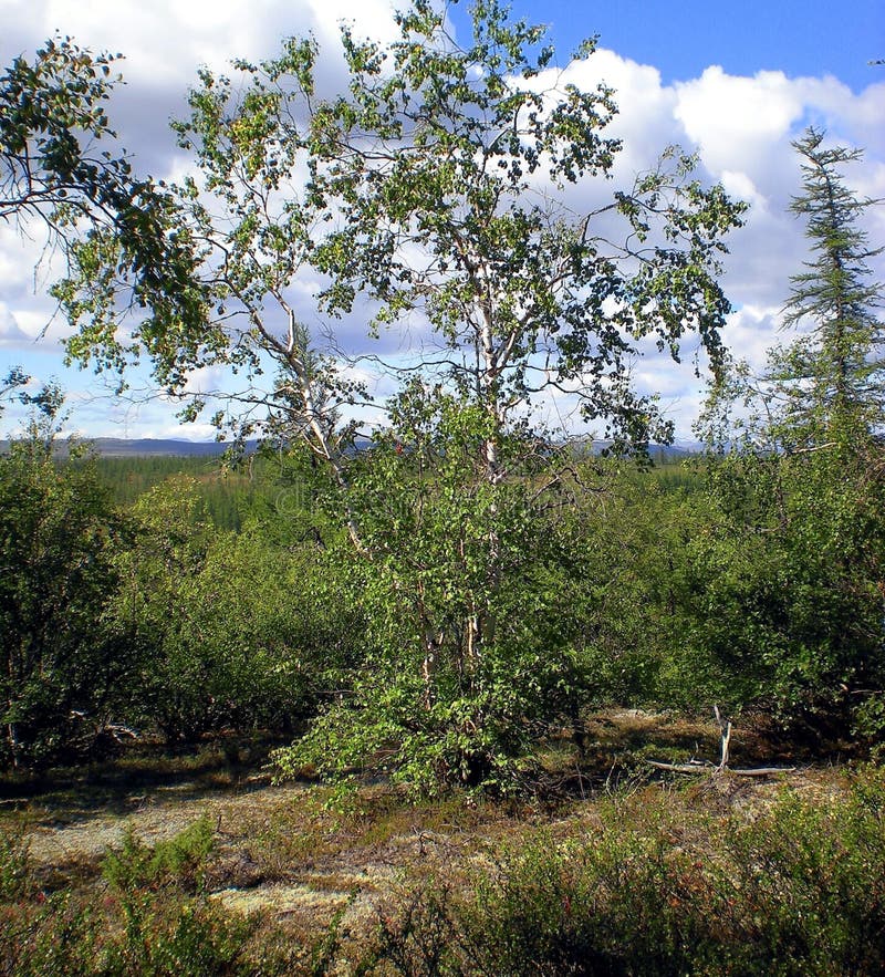 A Birch Tree on a Hillside in Taiga Stock Image - Image of timber ...