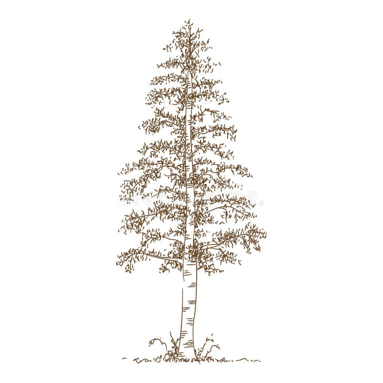 Birch Tree Icon, Hand Drawn and Outline Style Stock Vector ...