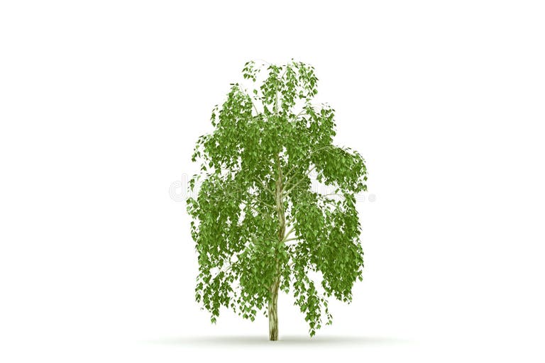 Sap Tree Stock Illustrations – 860 Sap Tree Stock Illustrations ...
