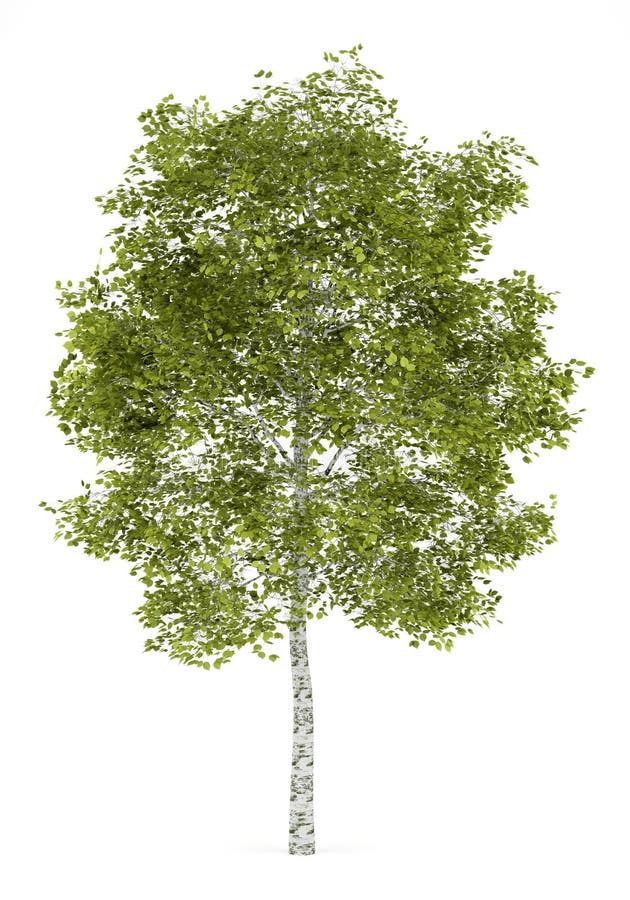 Tall Russian Birch Tree Isolated Stock Illustration - Illustration of ...