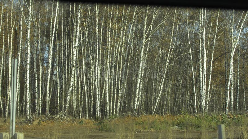 Birch Tree in the Landscape Stock Photo - Image of species, timberland ...