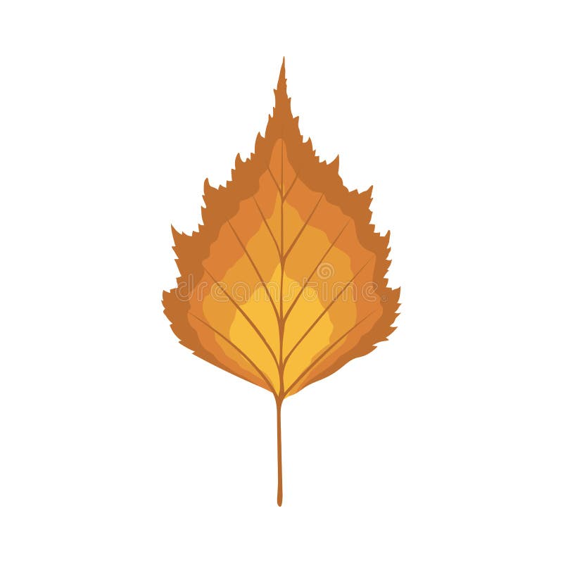 Birch Tree Leaf stock vector. Illustration of leaves - 258647513