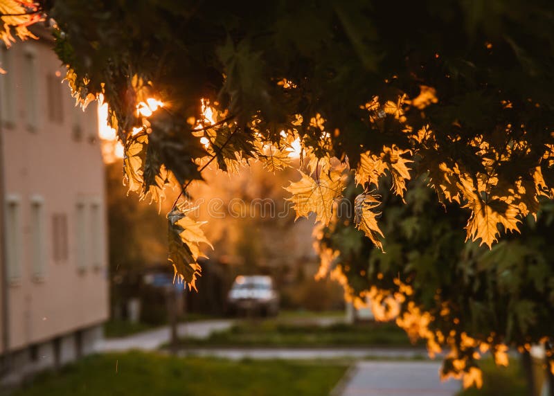 Birch Tree Leaf with Details, Veins, Blade, Tip and Structure ...