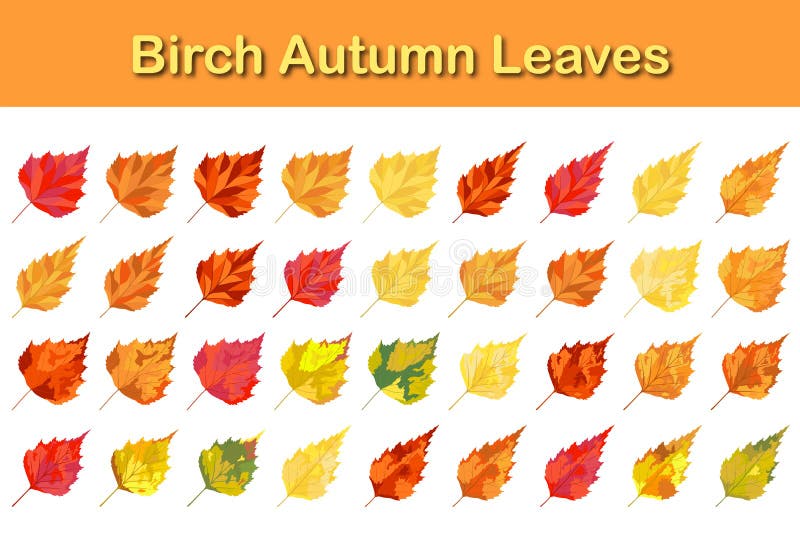 Birch Tree Leaf Set stock vector. Illustration of collection - 259300662