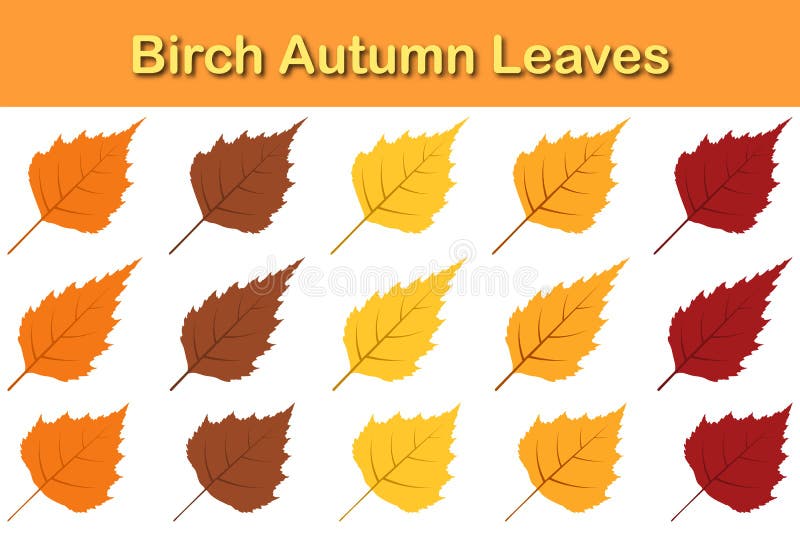 Birch Tree Leaf Set stock vector. Illustration of icon - 259300669