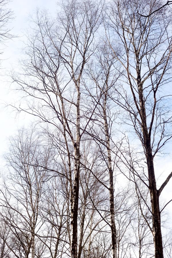 Birch tree without leaves. stock image. Image of horizontal - 104054003