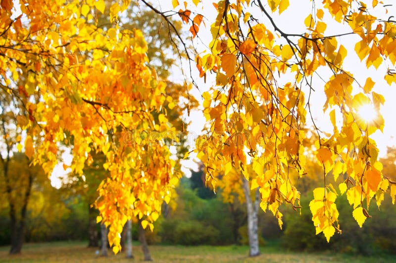 Birch Tree Leaves at Sunset Stock Photo - Image of light, grass: 61817548