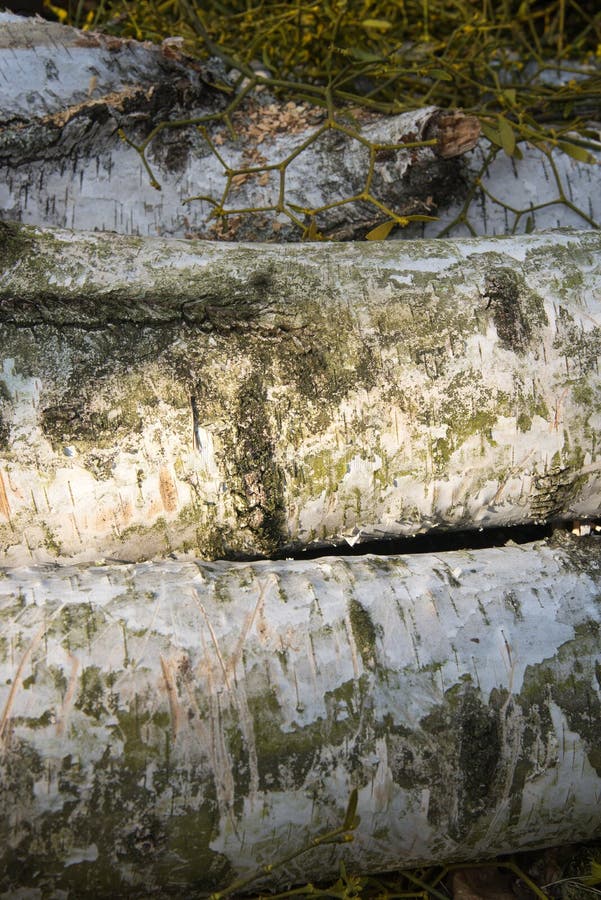 Birch tree logs stock photo. Image of organic, forestry - 176695724