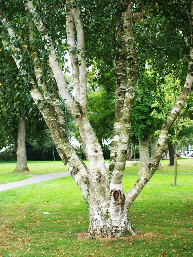 Birch tree stock image. Image of park, like, tree, white - 77812819