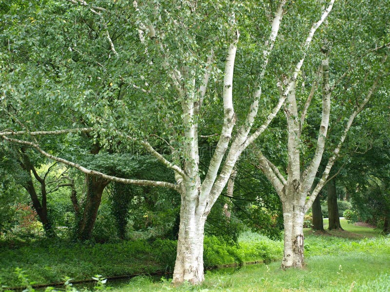 Birch tree stock photo. Image of grass, garden, forest - 77813300