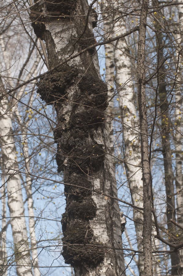 Burl on Birch Tree Trunk, Close Up Stock Photo - Image of burr, knots ...
