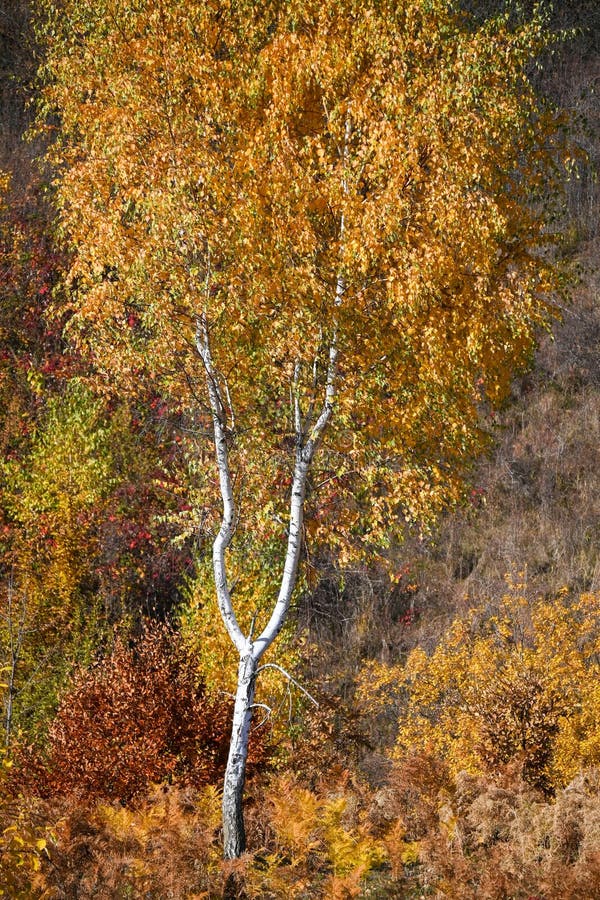 Birch Tree with a Lyre-shaped Trunk Stock Photo - Image of leaves ...
