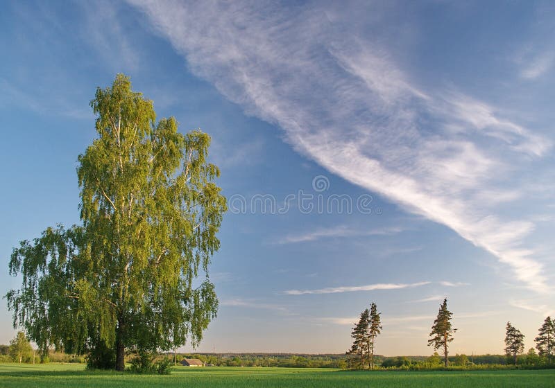 Birch Tree, Meadow and Clouds in Sunny Spring Evening Stock Photo ...