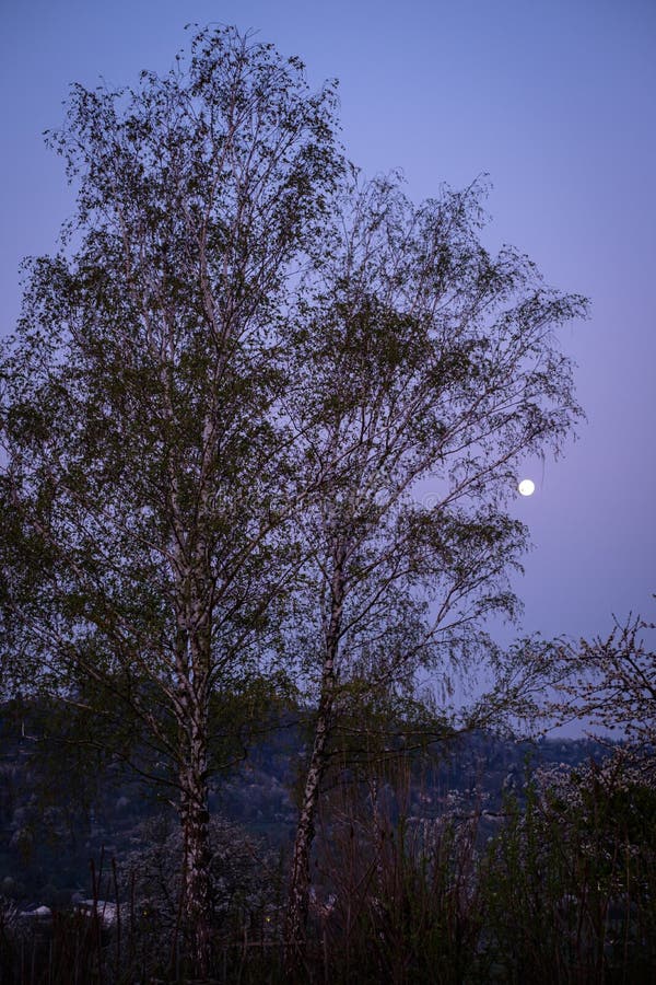 Birch Tree with Moon in Dawn Stock Photo - Image of scene, midnight ...