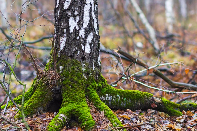 Birch Tree with Moss in Forest Stock Image - Image of olive, spring ...