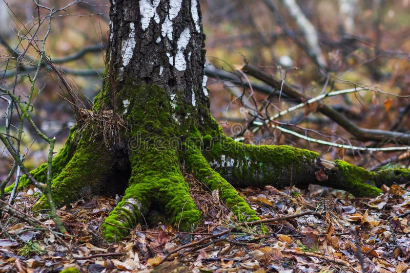 Birch Tree with Moss in Forest Stock Photo - Image of leaf, forest ...