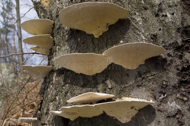 Birch tree mushrooms stock image. Image of parasite, stump - 57645511