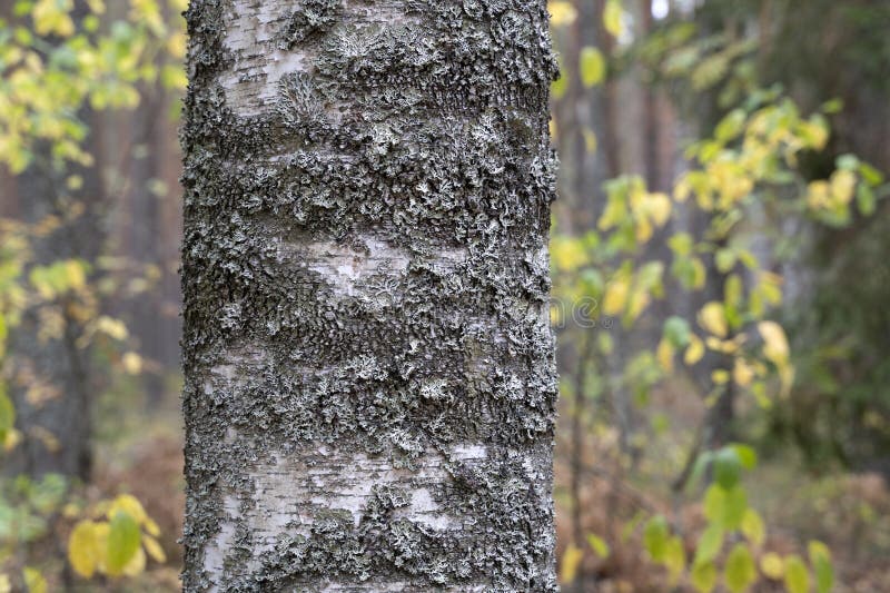 Birch Tree N the Autumn Forest. Texture of Birch Bark with Lichen Stock ...