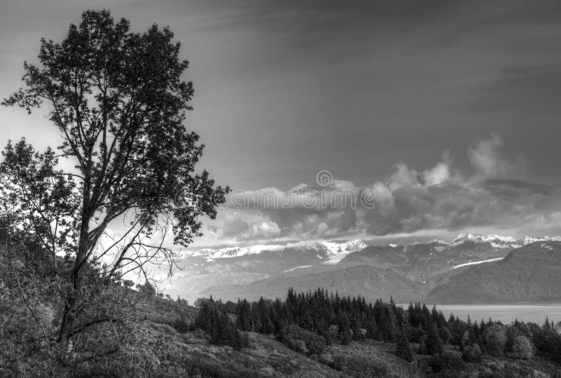 Birch Tree Near the Bay in Black and White Stock Photo - Image of ...