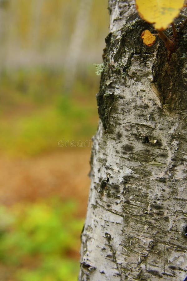 Birch Tree. Outdoor. Bright Colors of Autumn. Stock Image - Image of ...