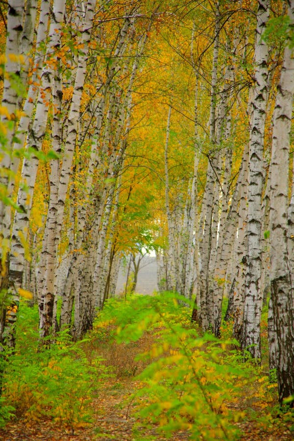 Birch Tree. Outdoor. Bright Colors of Autumn. Stock Image - Image of ...