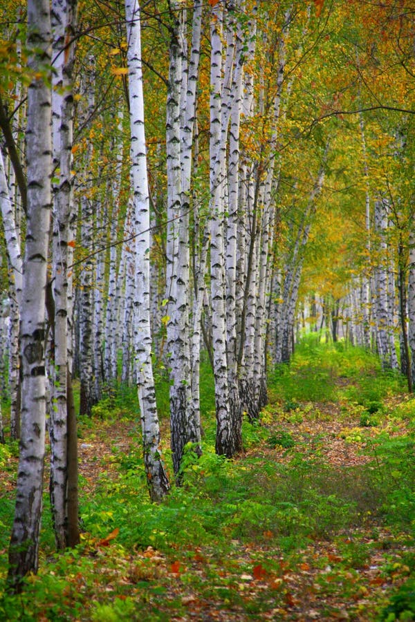 Birch Tree. Outdoor. Bright Colors of Autumn. Stock Image - Image of ...