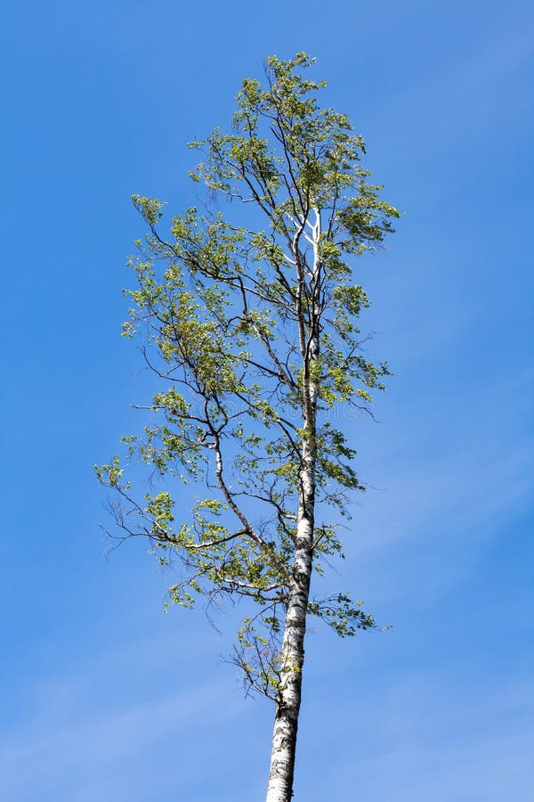 Birch tree over blue sky stock photo. Image of outdoors - 150230418