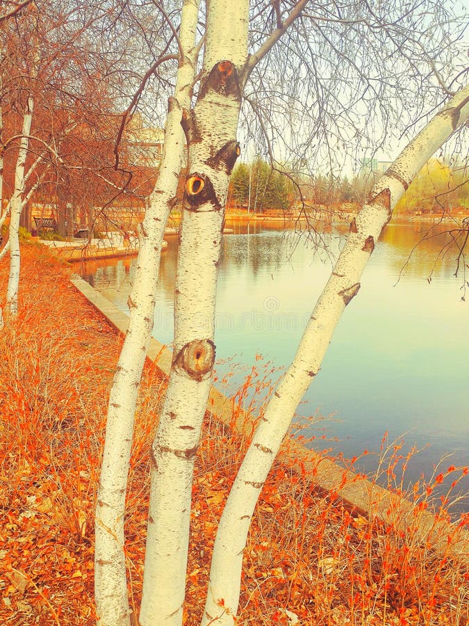 Birch Tree Overlooking a Lake Stock Photo - Image of water, birch: 90888438
