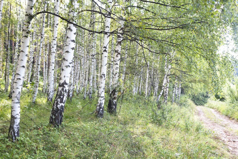 Birch Tree Path stock image. Image of outdoors, path - 45387023