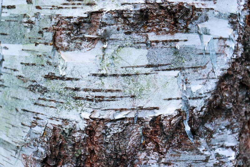 Birch Tree Pattern. Birch Bark Texture Natural Background Paper Close ...